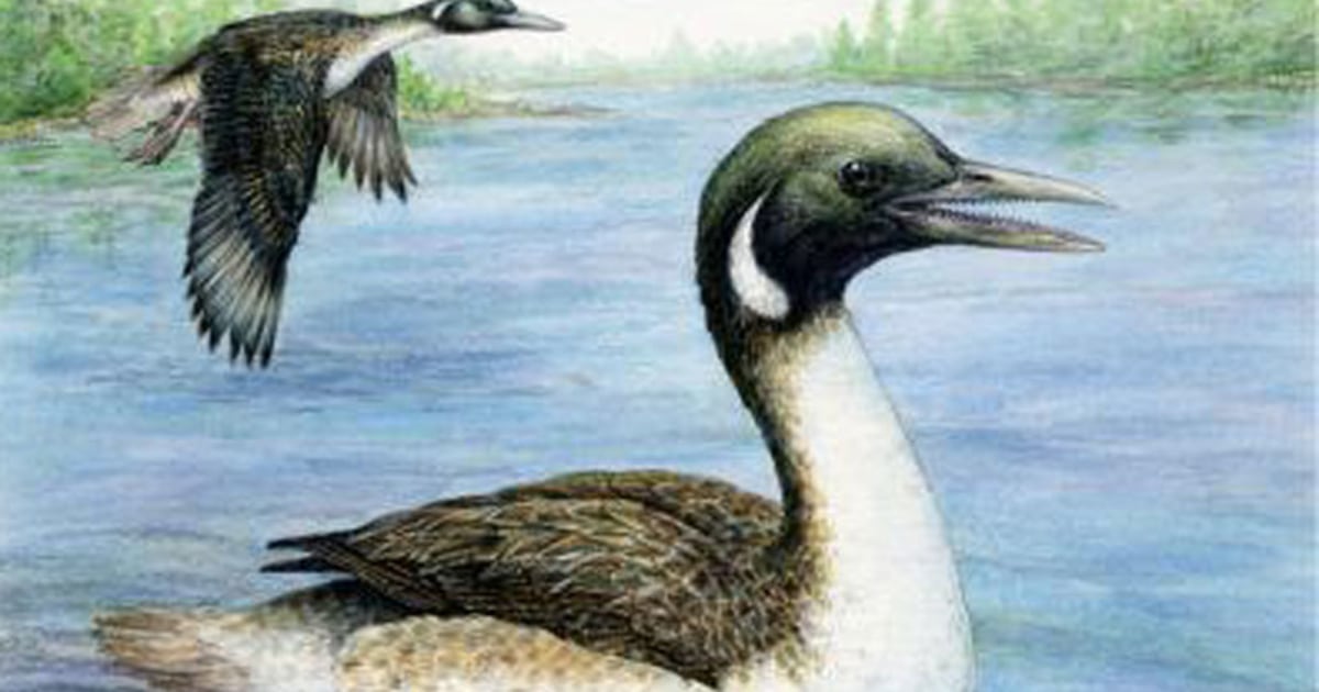 Dino-era disaster: Multiple drowned toothy birds