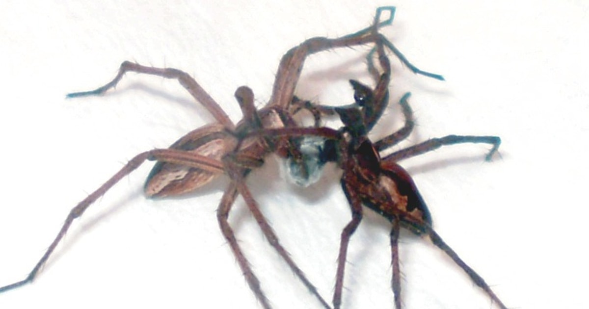 Spiders offer up useless gifts to get sex — but ladies not duped