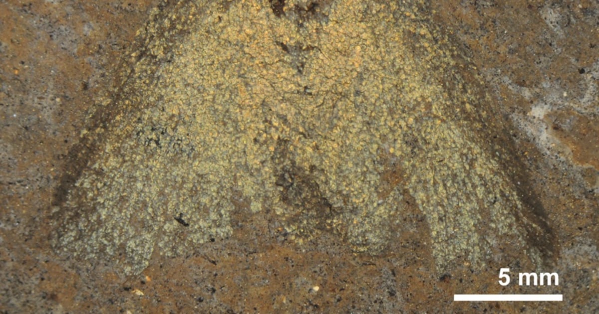 Ancient moths reveal their true colors to researchers