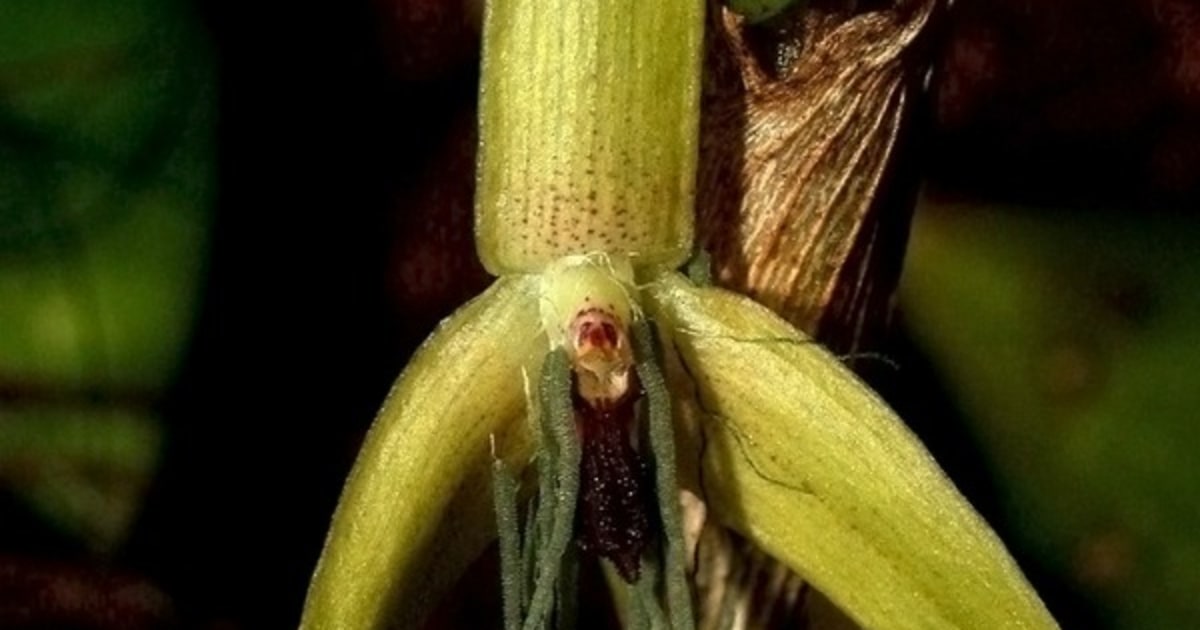 World's first night-blooming orchid discovered