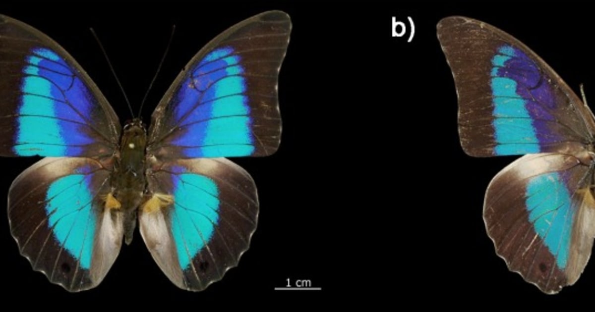 New butterfly species are identified through DNA