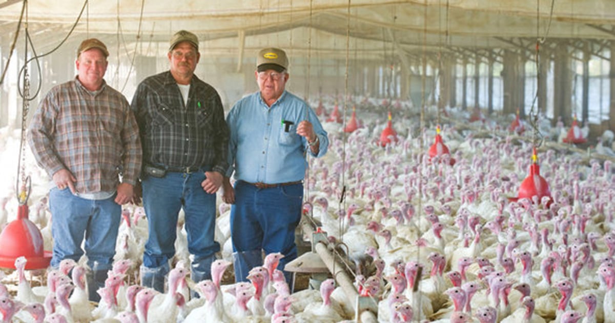 In this town, turkey picks up bill for dinner