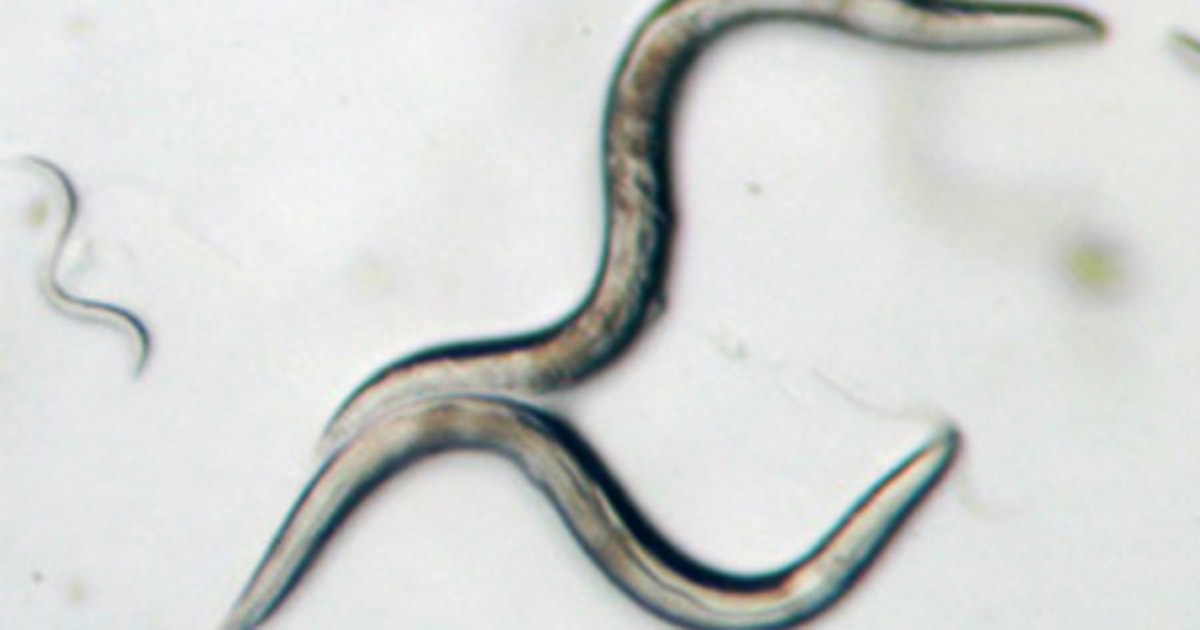 Microscopic worms may hold key to living on Mars