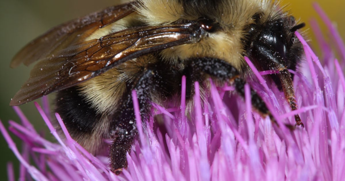 Rare US bumblebee last seen in 1956 'rediscovered'