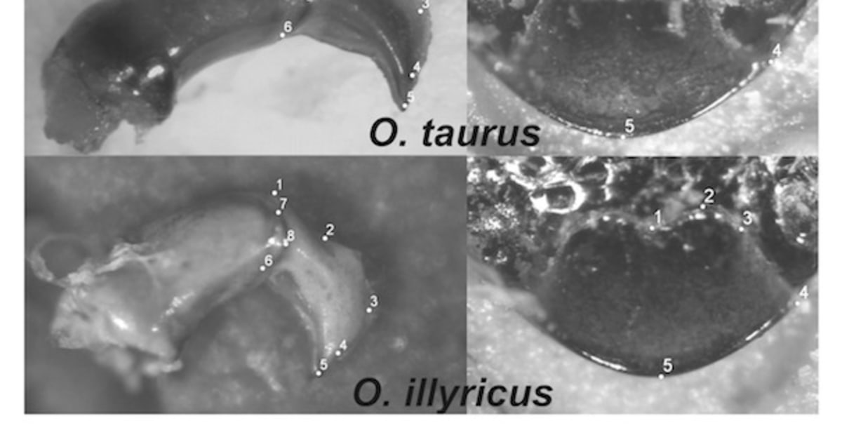 In the evolution of genitals, shape matters more than size