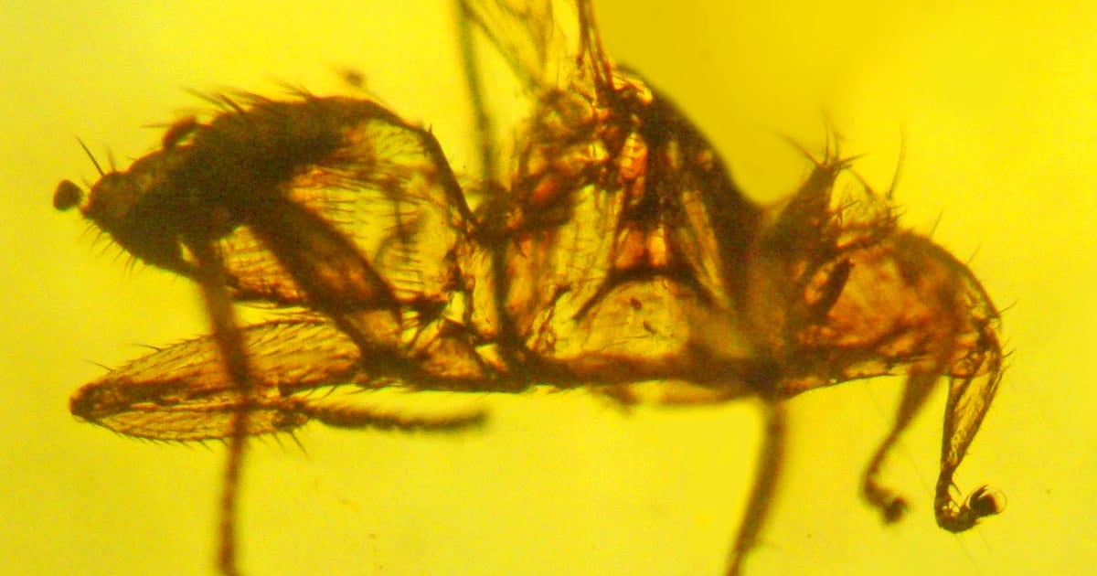 First fossil of 'vampire' bat fly discovered