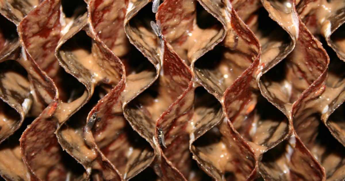 Bacteria technology stops big stinks — even near pig farms