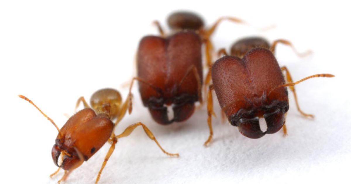 Scientists create supersoldier ants, just to see what they do