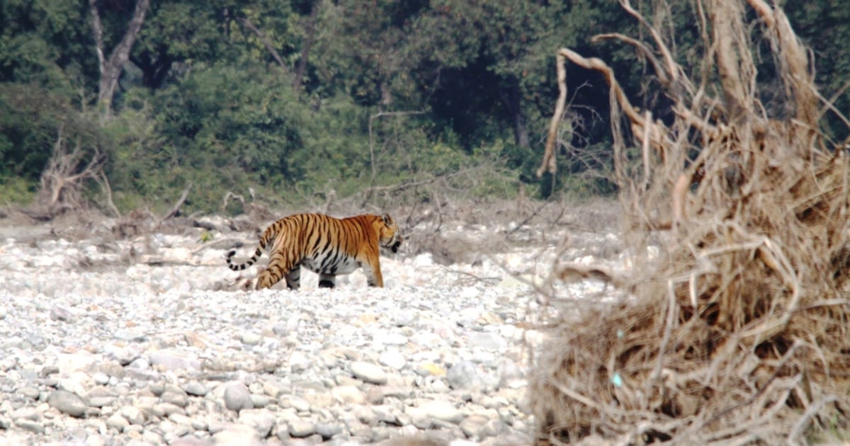 First photos of tiger snapped in vital India habitat corridor