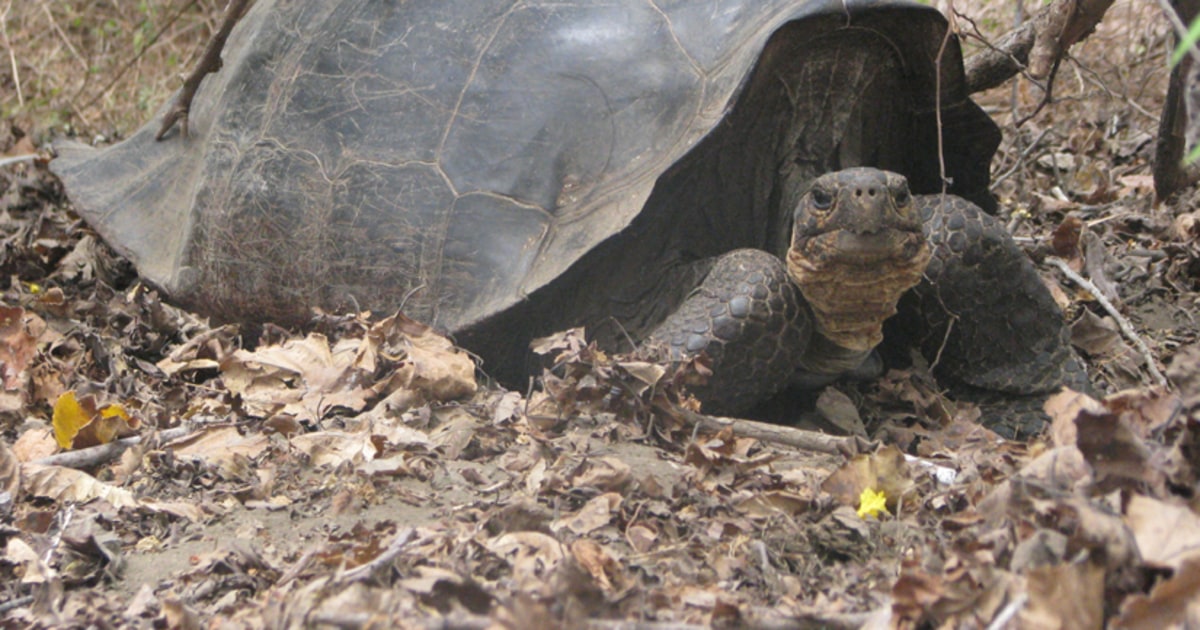 Giant tortoise 'extinct' for 150 years found on remote island