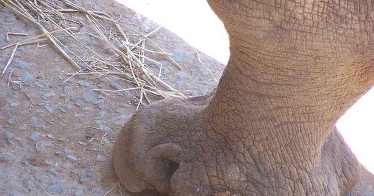 So how do those dainty rhino feet support their huge bodies?