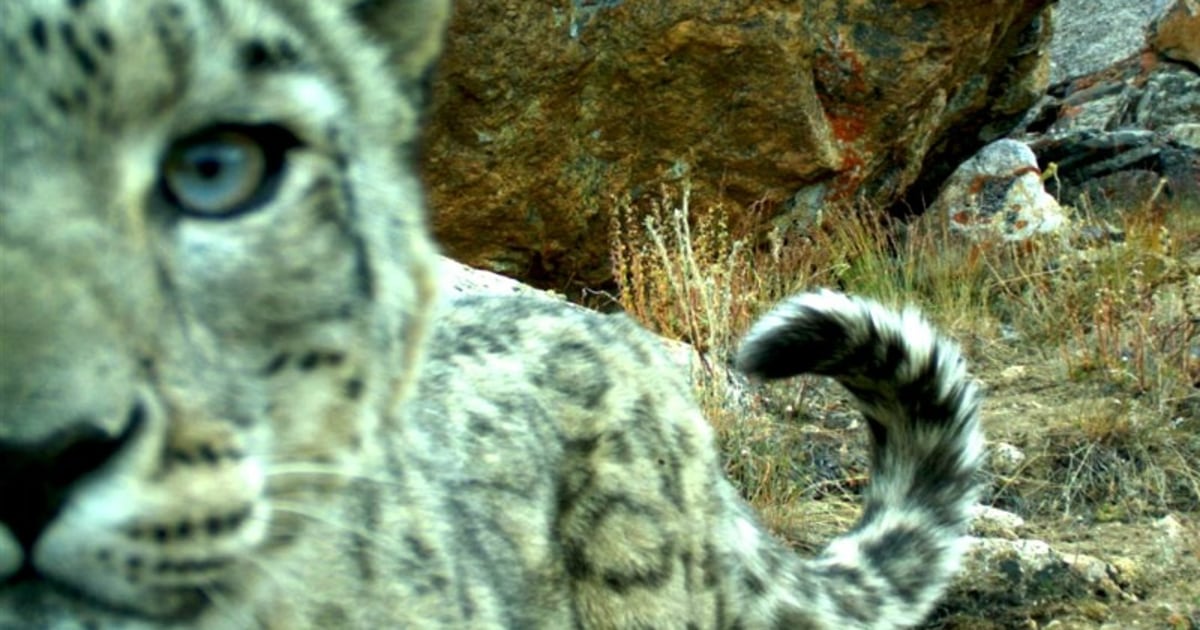 Camera-nabbing snow leopards caught on video