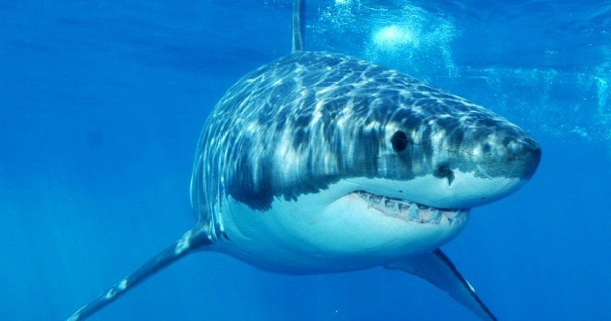 New app lets you track comings and goings of great white sharks