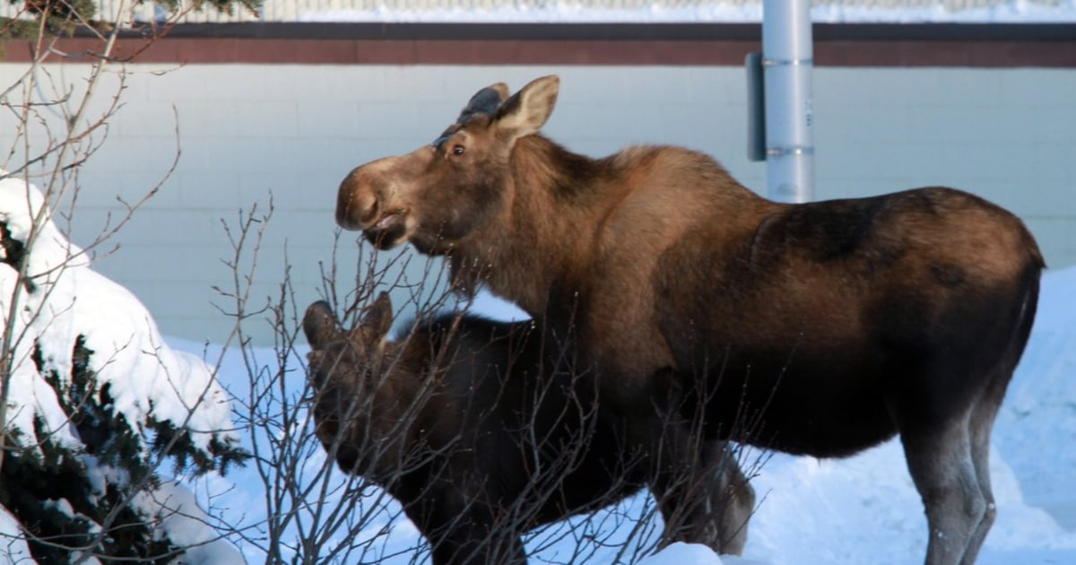 Alaska moose use rails, roads — with deadly results