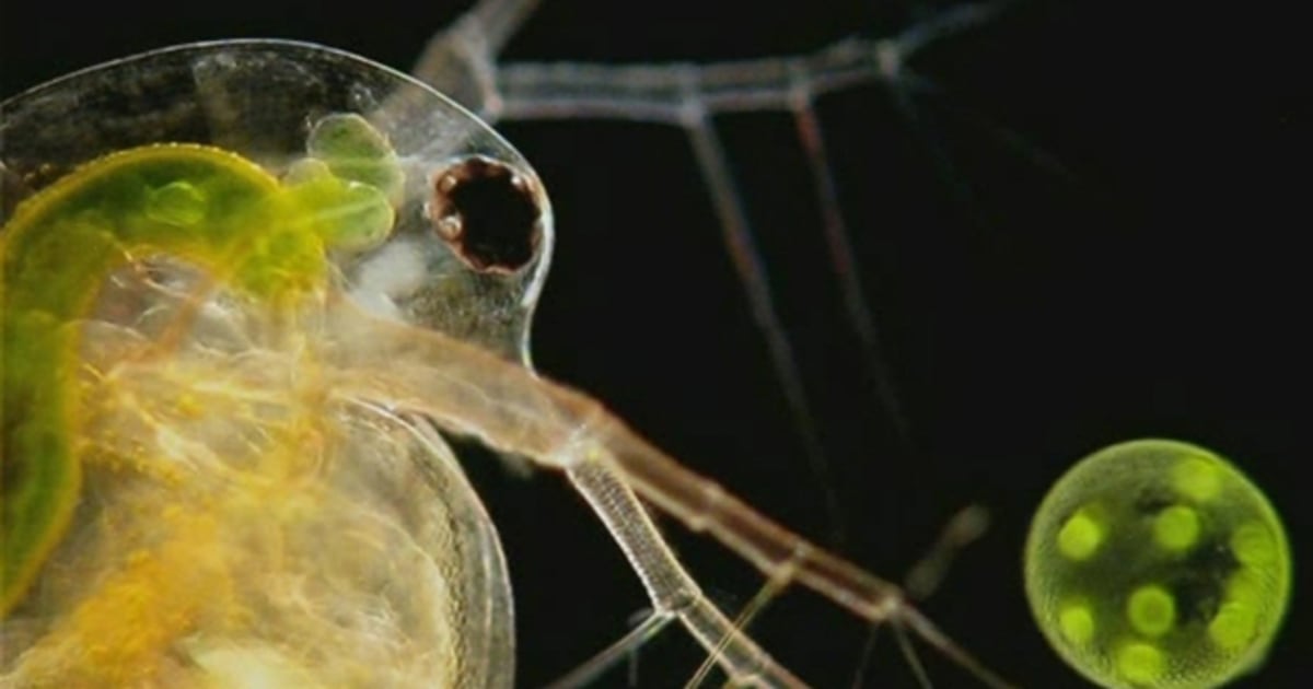 Spectacular scenes captured under a microscope