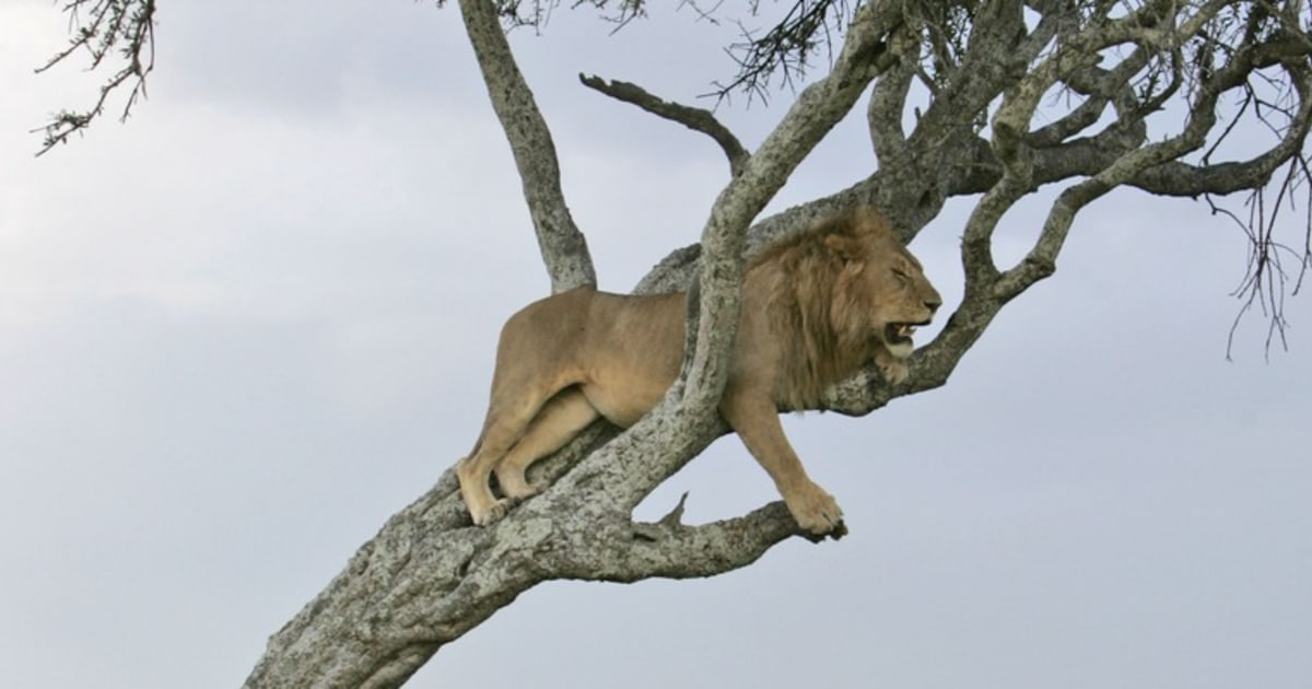Because of humans, lions live in constant fear, researcher claims