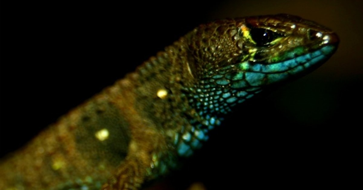 Colorful Peruvian lizard surprises scientists