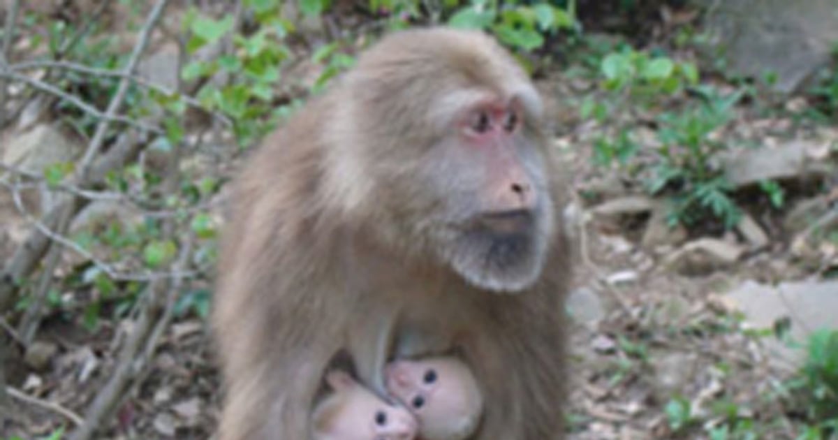 It takes a primate supermom to successfully raise twins
