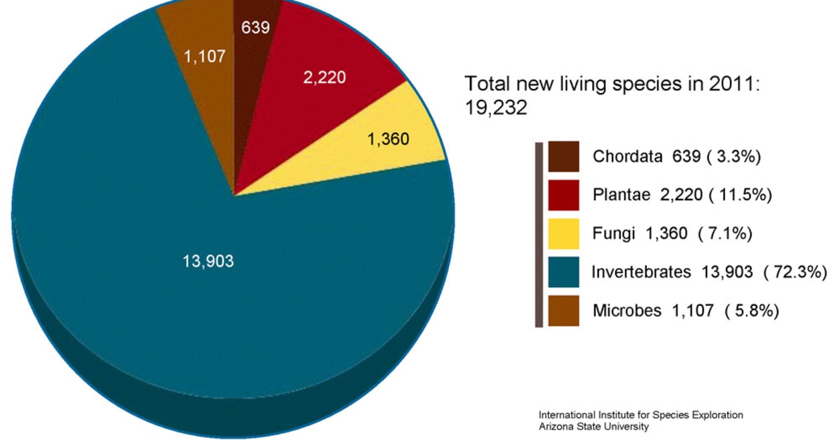 Insects lead the way in list of newly discovered species