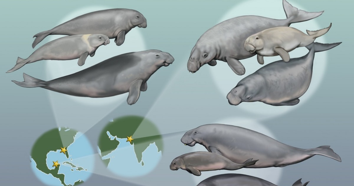 Sea cows were once more plentiful and diverse