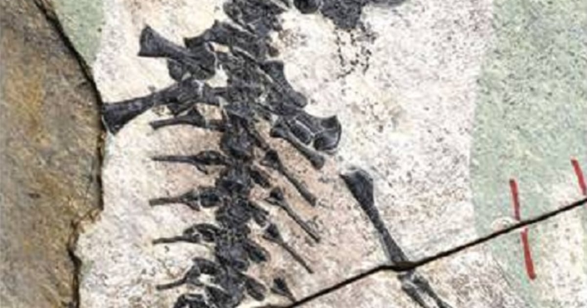 Jurassic salamander is oldest of its kind in world