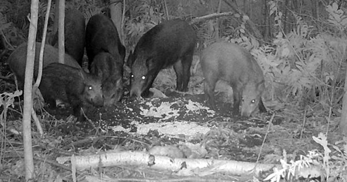 Wild boars with razor-sharp tusks invade upstate New York
