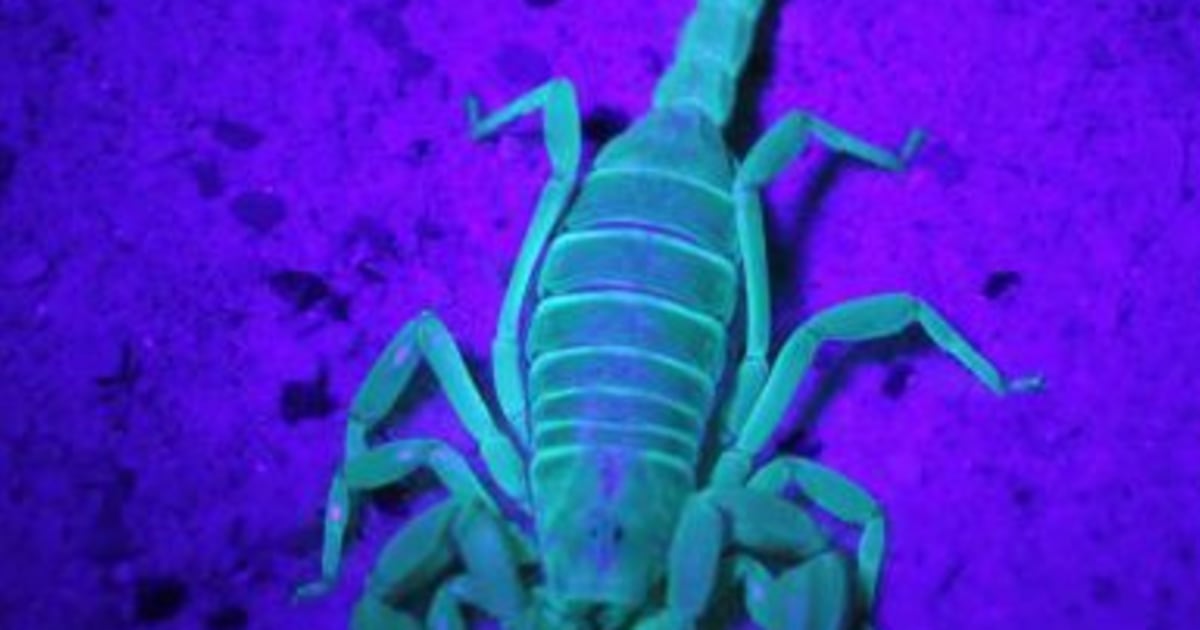 Tiny new scorpion found glowing in Death Valley
