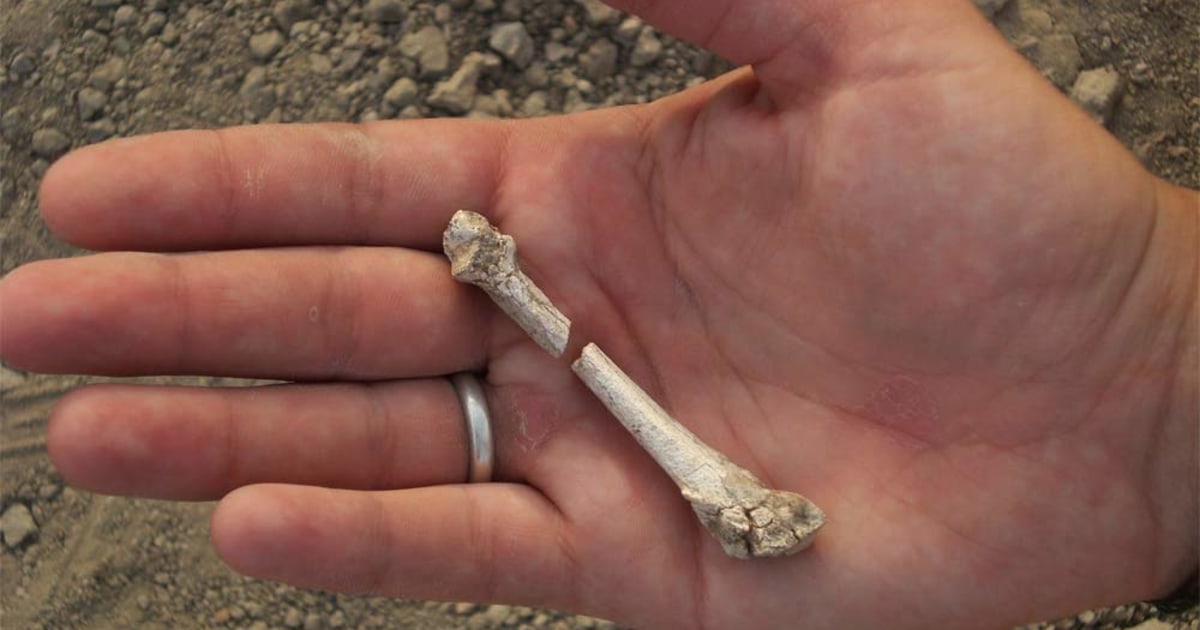 Walking upright: Foot bone fossils hold clues