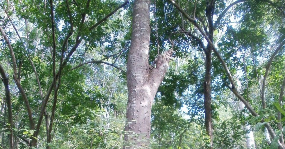 Two 'extinct' trees rediscovered in threatened African forest