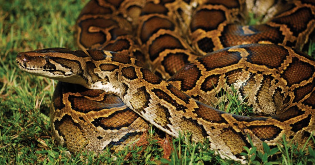 Florida's invasive pythons go after bird nests