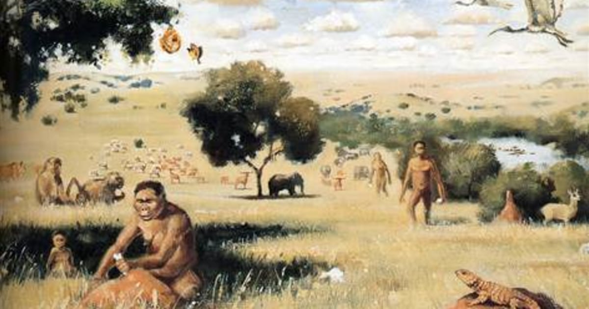 How humans grew fruitful by devouring meat