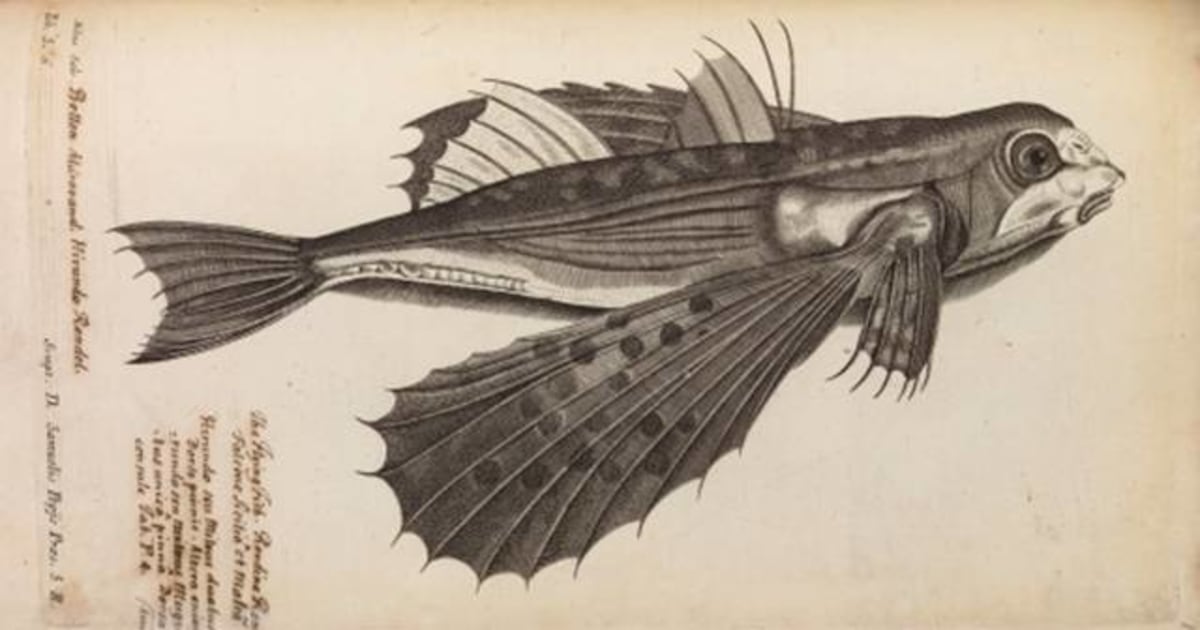 The fish that nearly sank Isaac Newton's career