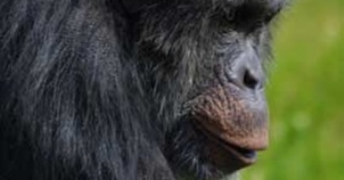 Zoo chimp makes elaborate plots to attack humans