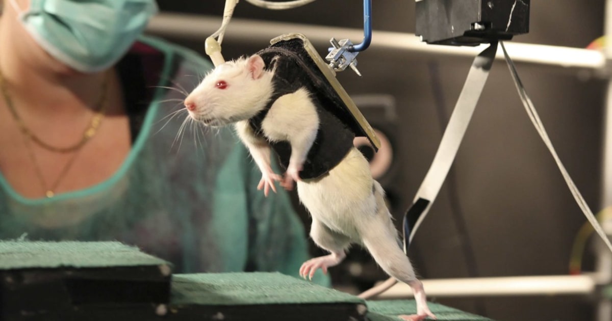Paralyzed rats walk again in Swiss lab study