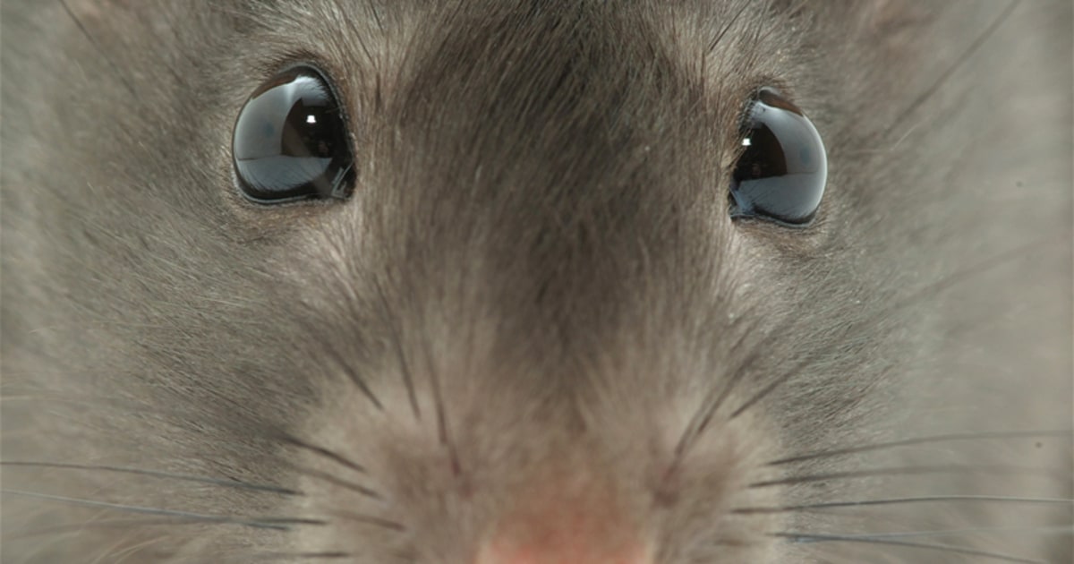 Is a rat smarter than Google? That's what two AI experts say