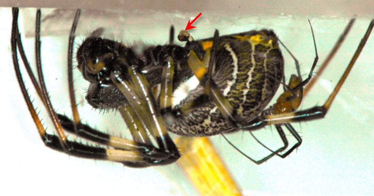 Male spider ditches penis, gains fighting power