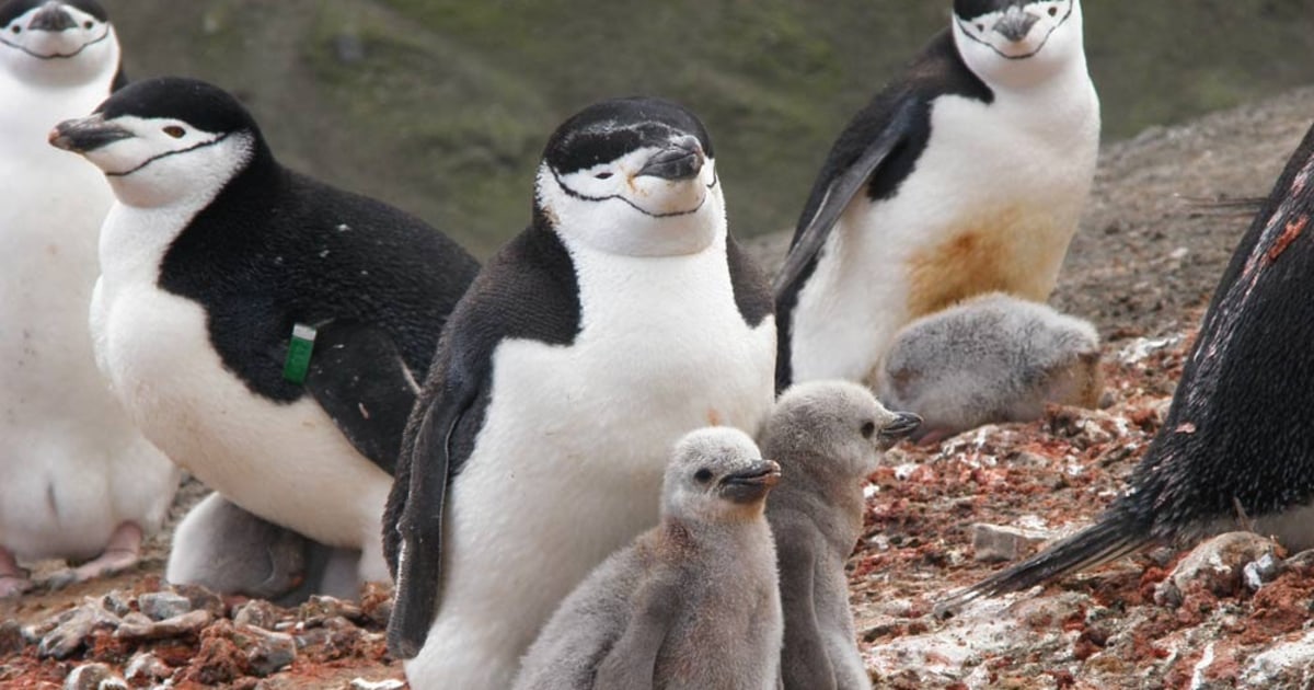 Penguin colony declines by third as ice, food shrink