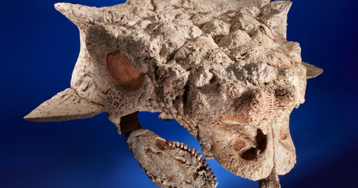 More dinosaur-smuggling cases likely in the future