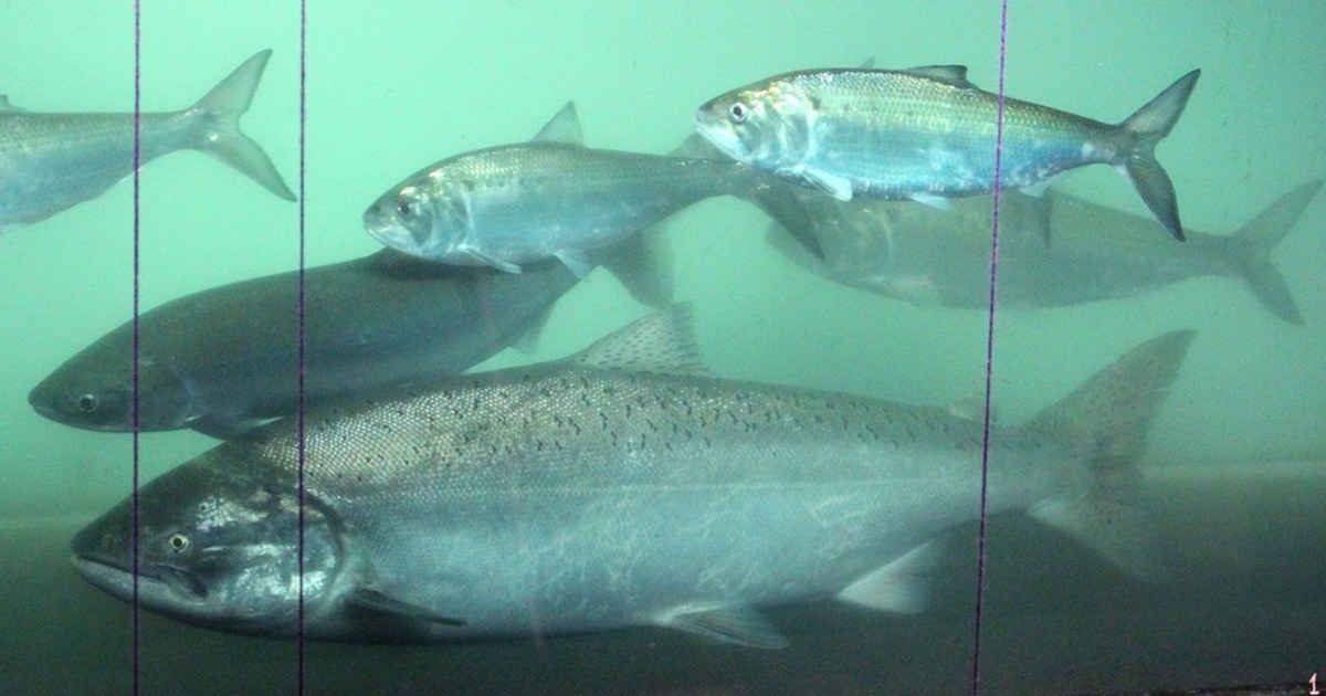 'Incredible natural spectacle' as record numbers of sockeye salmon ...