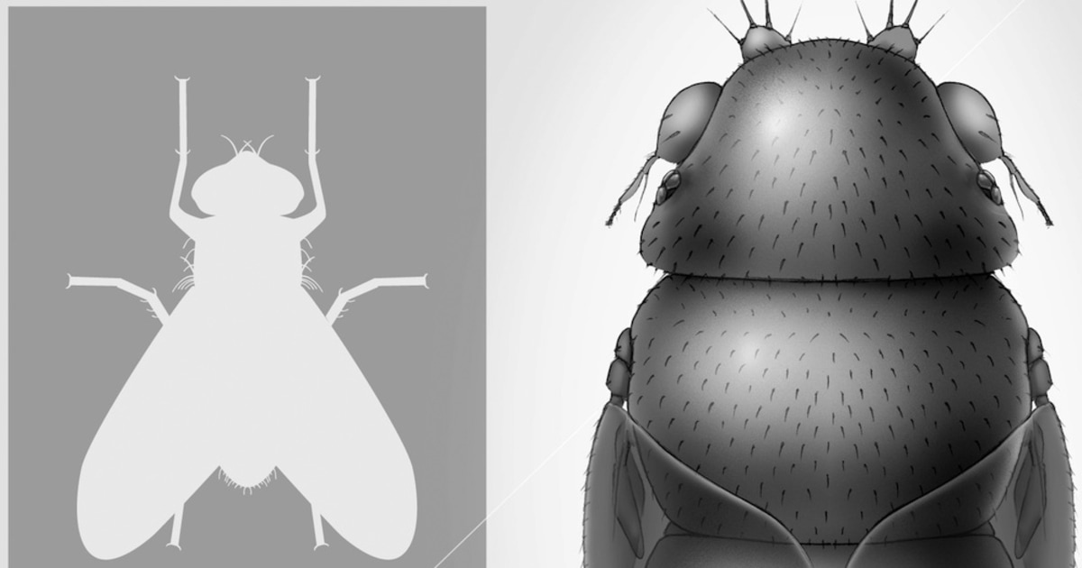 World's tiniest fly decapitates ants — then lives in their heads