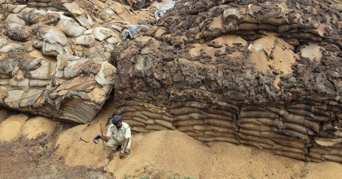 As India's kids starve, $1.5 billion worth of grain rots