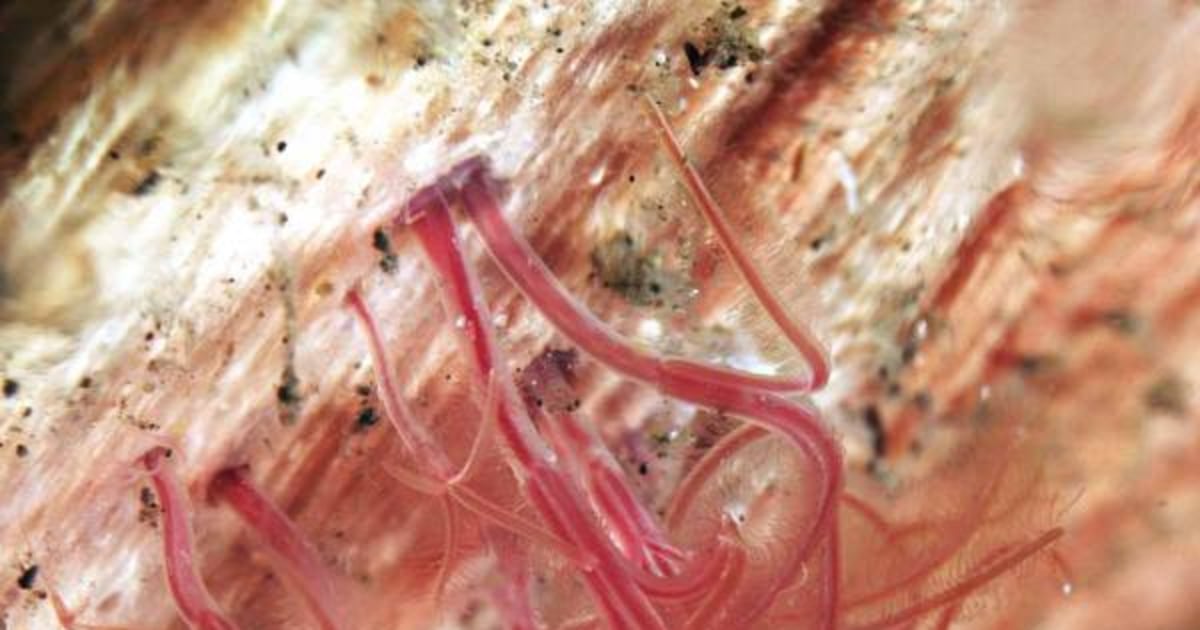 Zombie worm has no mouth — but it feasts on whale bones
