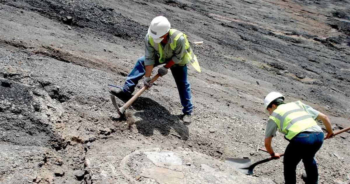 Giant prehistoric turtle, nearly round, is discovered