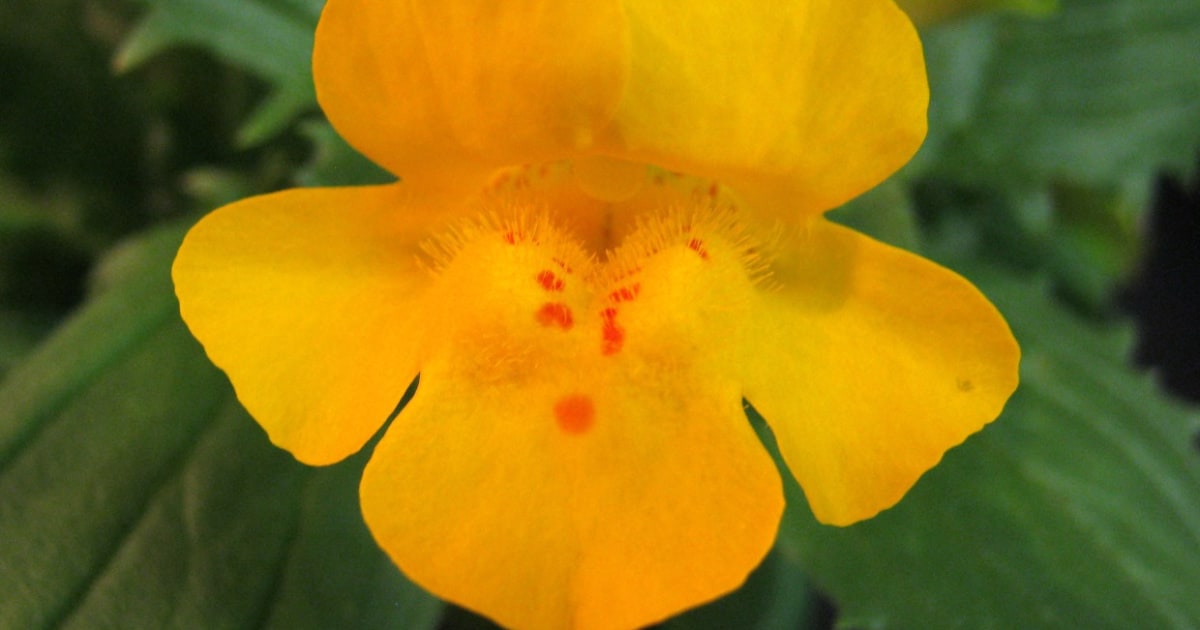 Newfound monkey flower reveals evolution in action