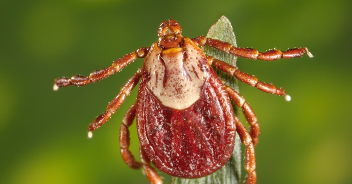 Record summer heat brings out the bugs in force