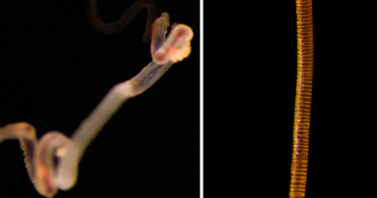 Weird 'methane seep' found off San Diego coast