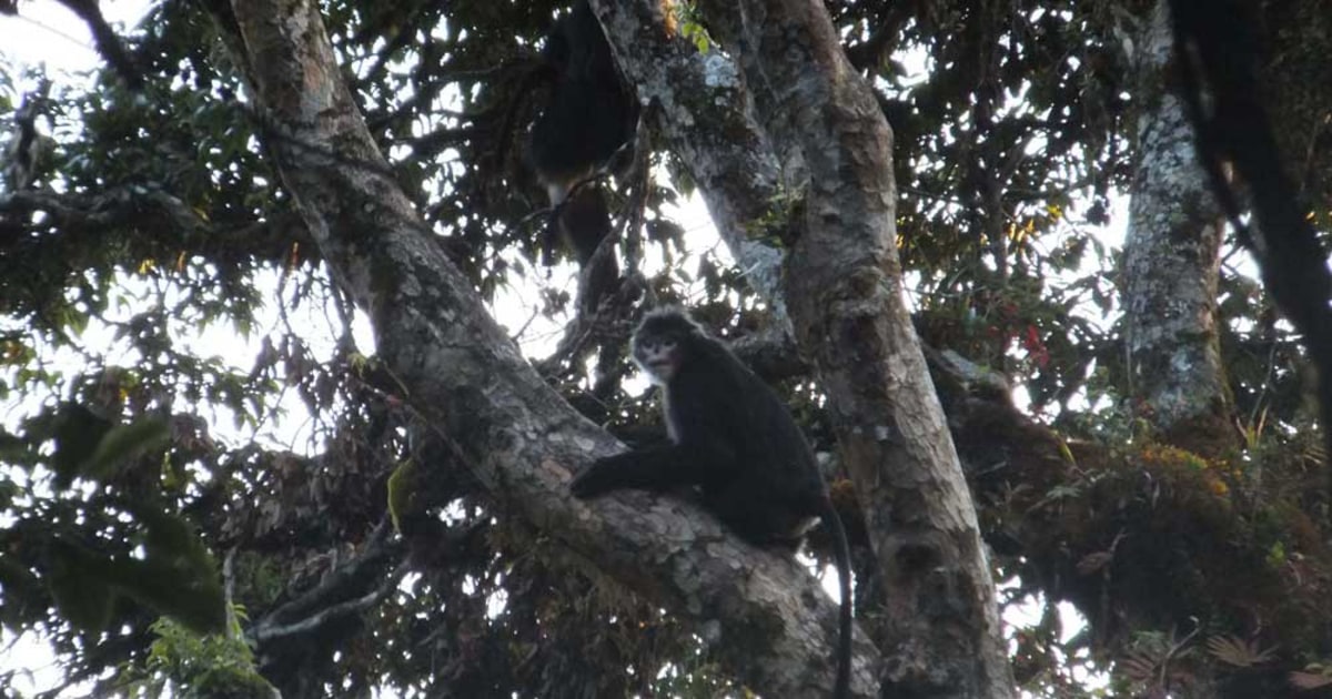 Elusive sneezing monkeys photographed for first time