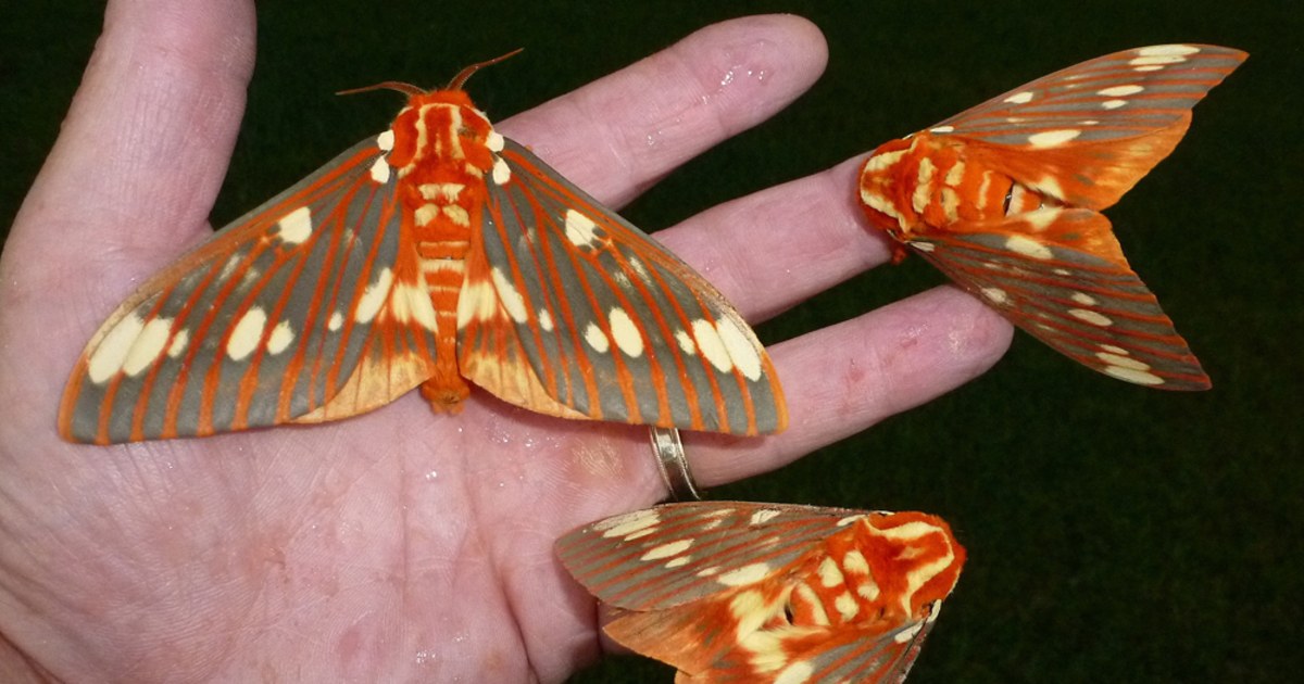 One has a foot-wide wingspan?! 7 things to know about moths