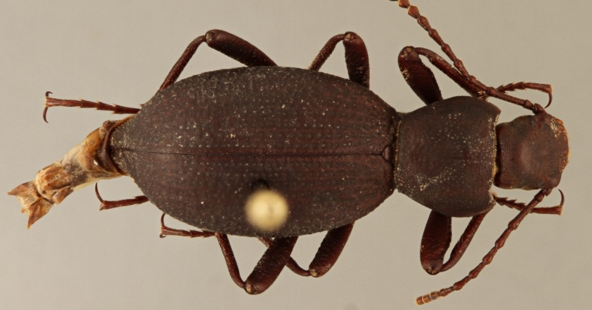 New beetle species found in remote Arizona cave