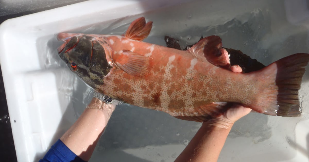 Humanlike skin cancer found in wild fish